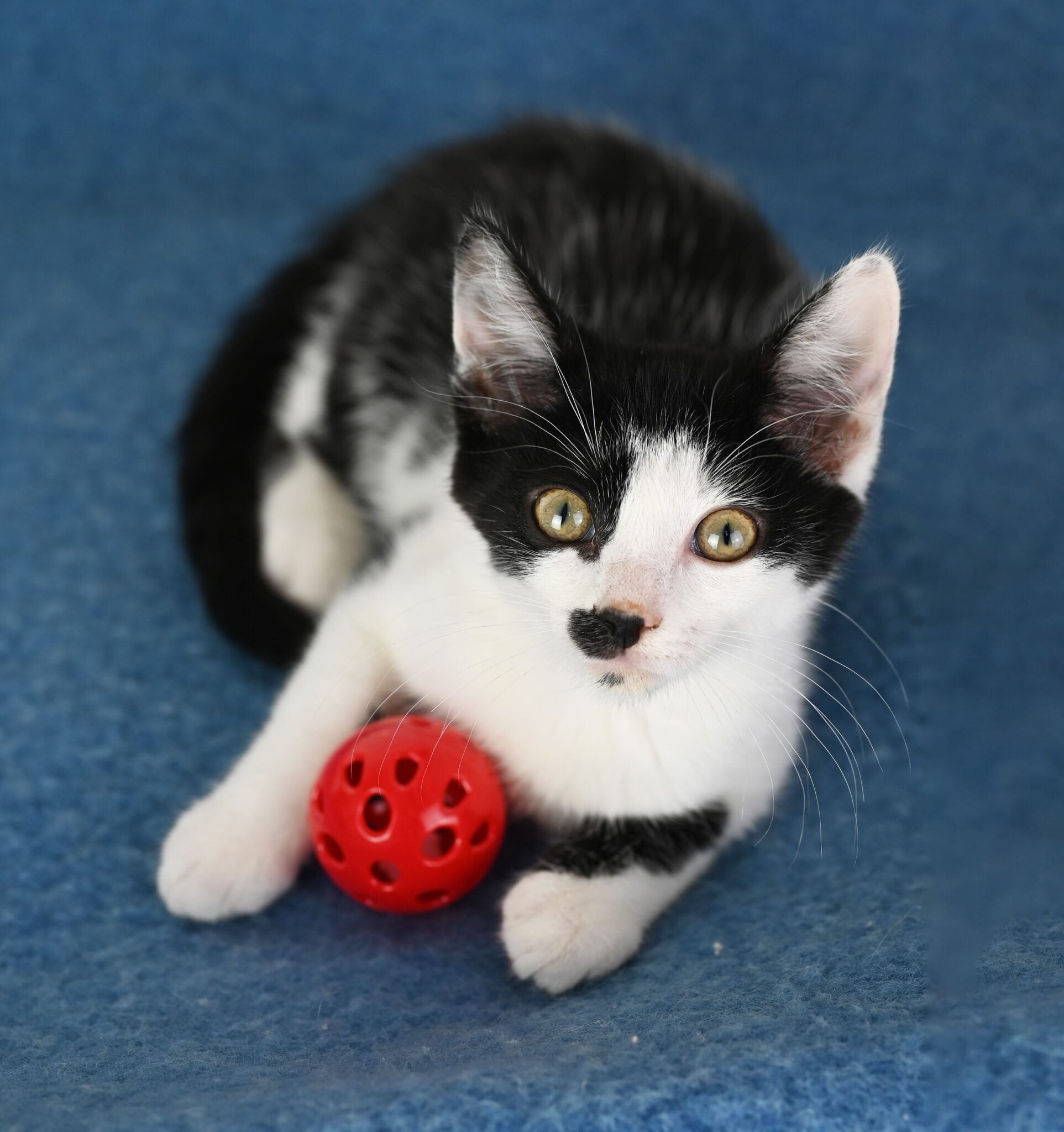 Adopt A Cat : Berkeley Humane