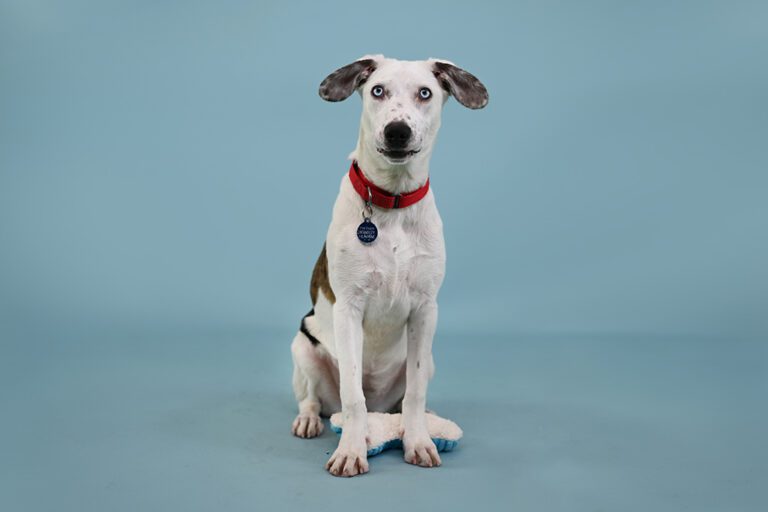 Adopt A Dog : Berkeley Humane