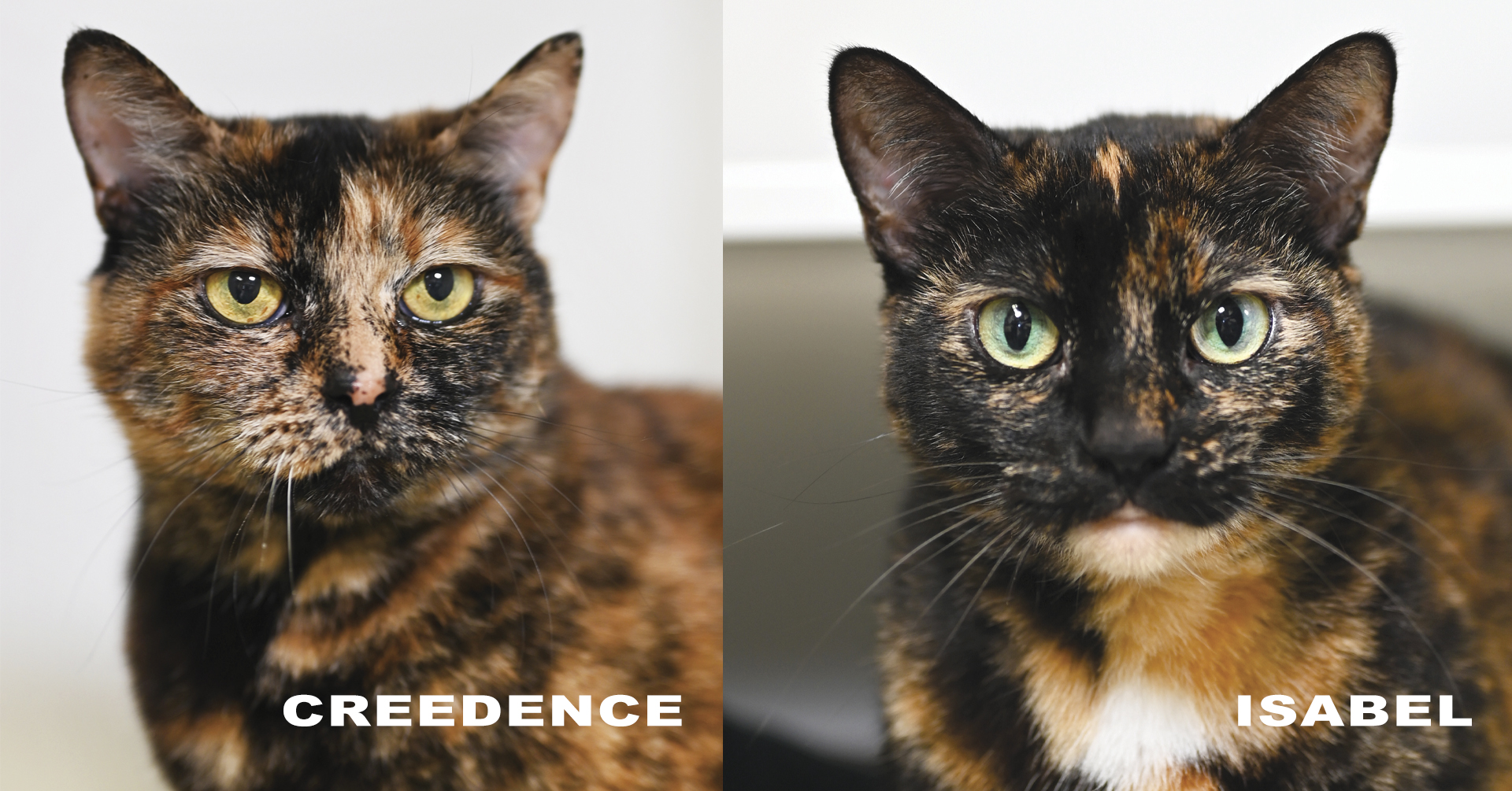 Bonded Hearts - Creedence and Isabel’s Story : Berkeley Humane