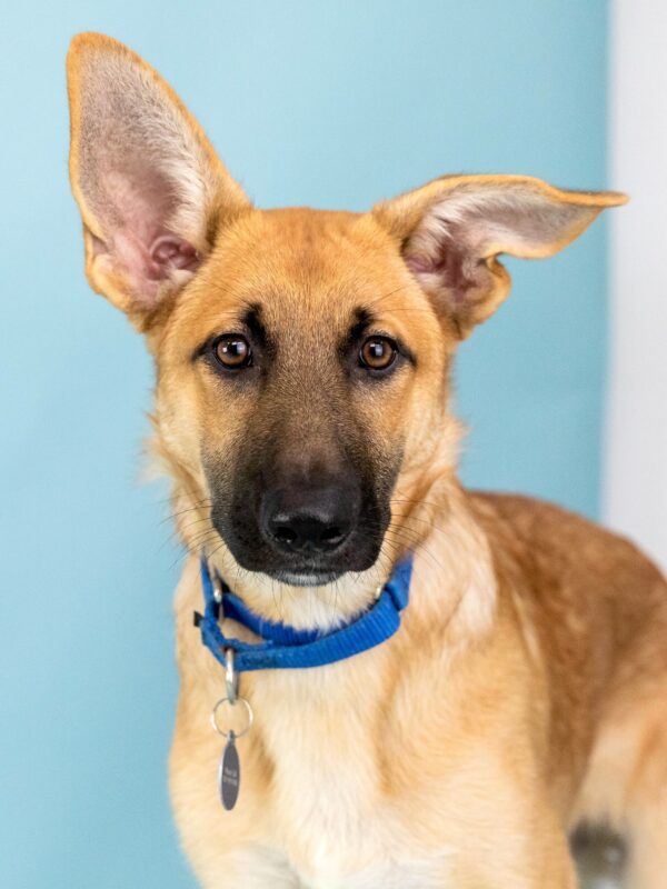 Adopt A Dog : Berkeley Humane