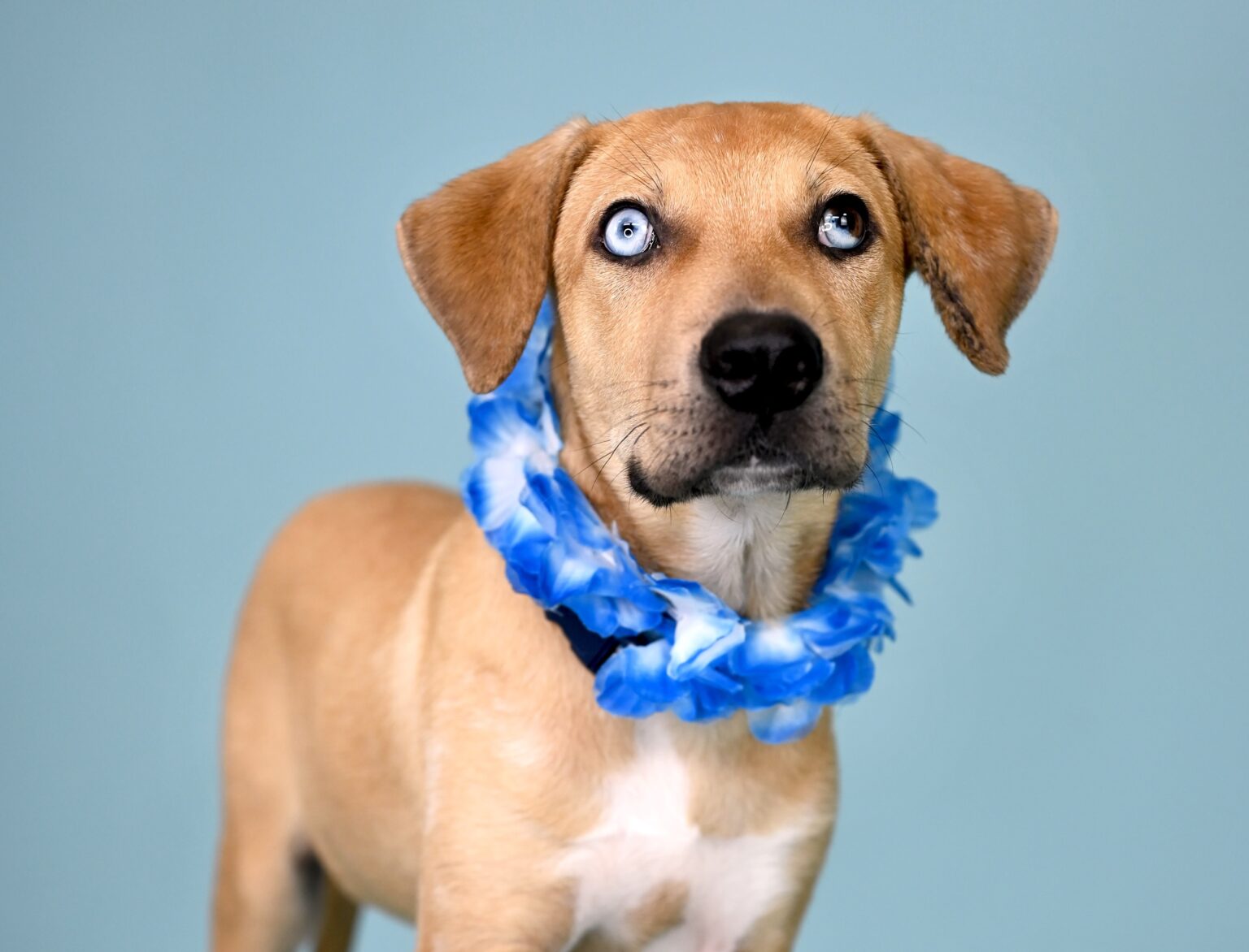 Adopt A Dog : Berkeley Humane