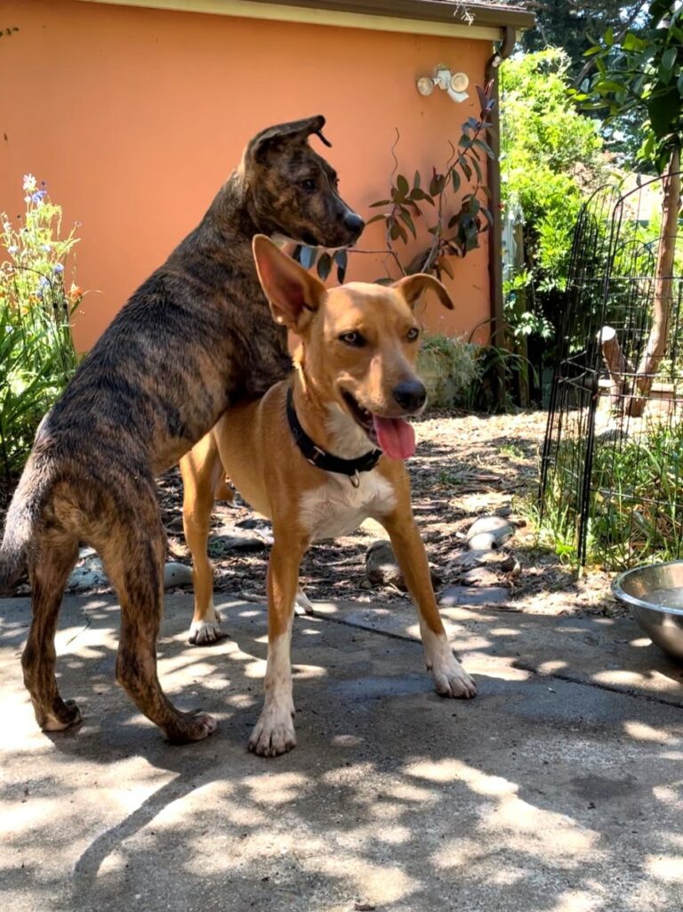 Adopt A Dog : Berkeley Humane