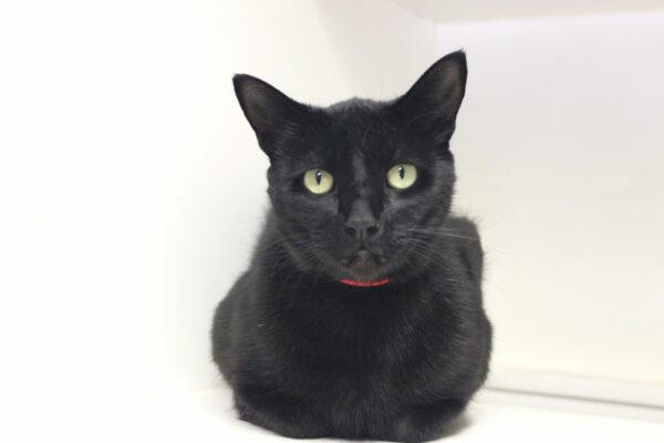 Adopt A Cat : Berkeley Humane