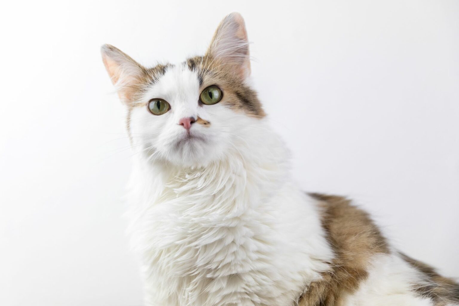 Adopt A Cat : Berkeley Humane