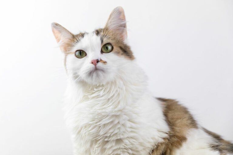Adopt A Cat : Berkeley Humane