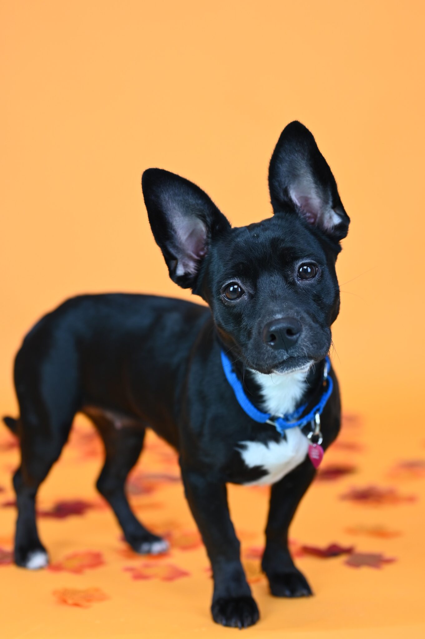 Adopt : Berkeley Humane