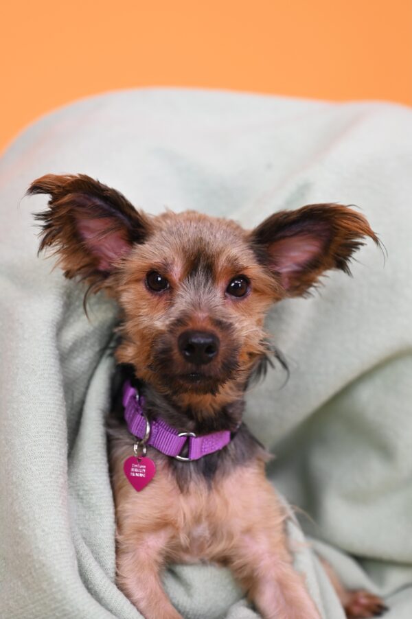 Adopt A Dog : Berkeley Humane