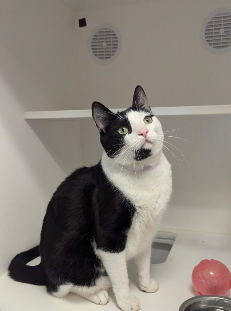 Adopt A Cat : Berkeley Humane