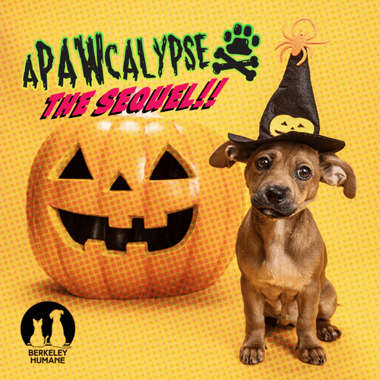 Home : Berkeley Humane