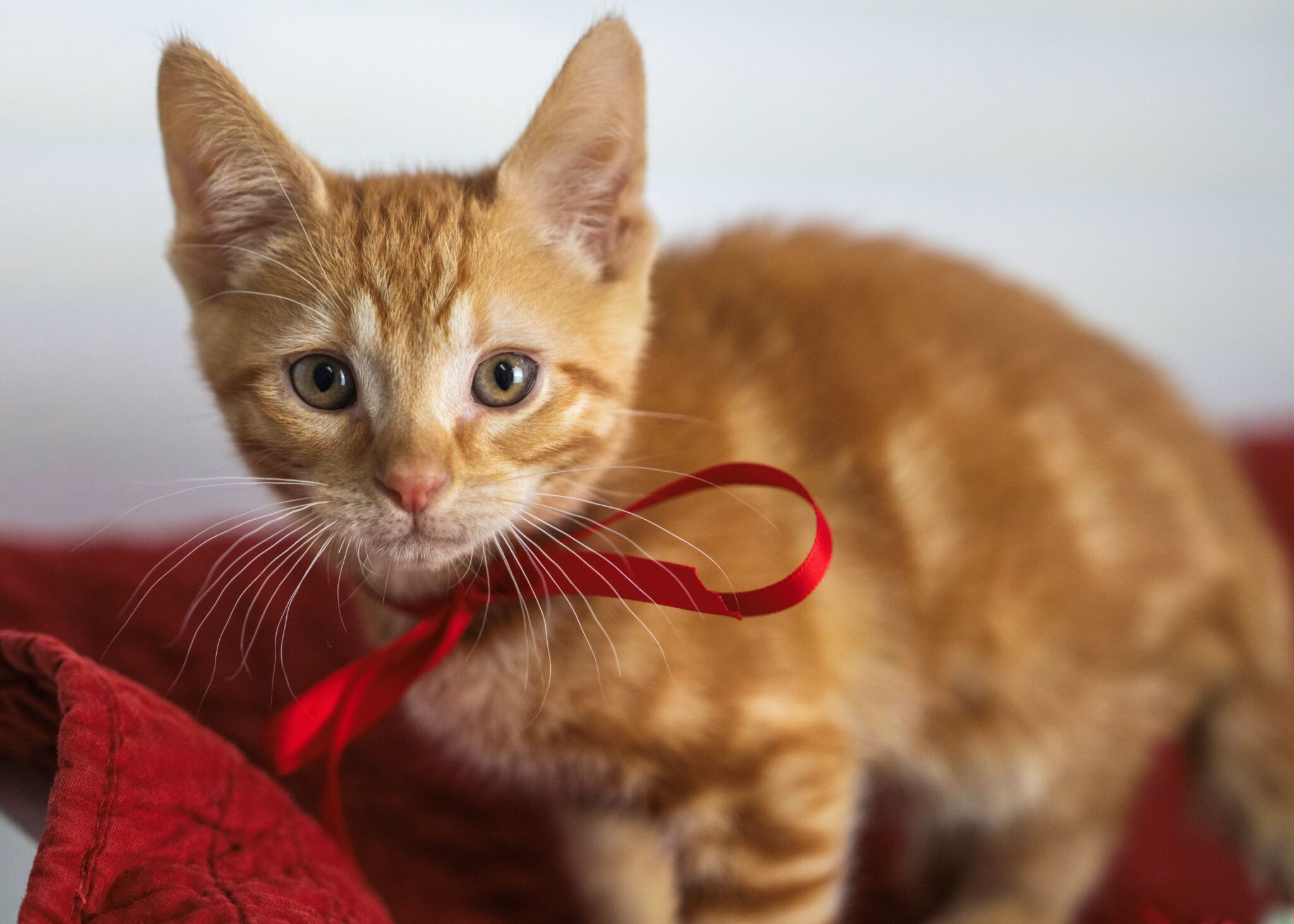 Adopt A Cat : Berkeley Humane