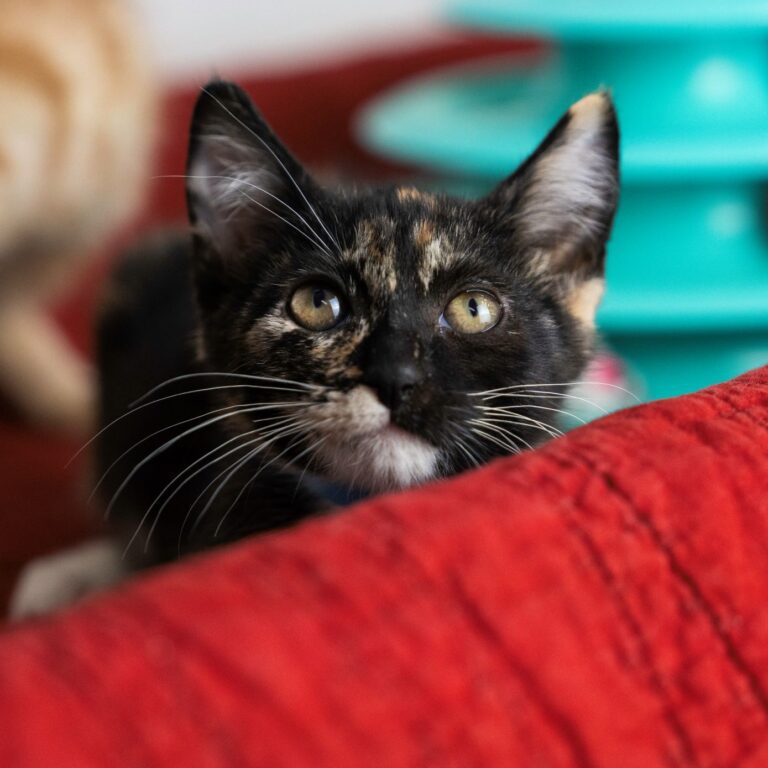 Adopt A Cat : Berkeley Humane