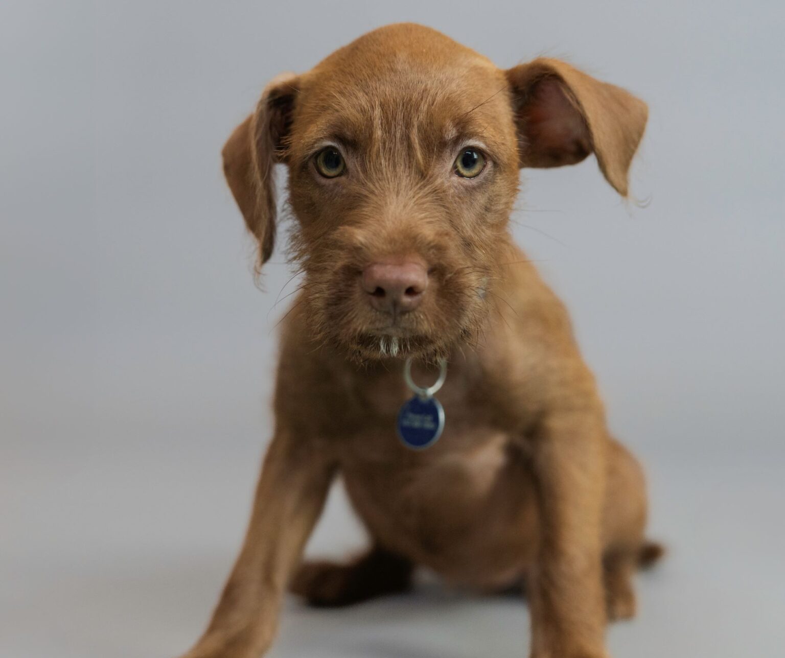 Adopt : Berkeley Humane