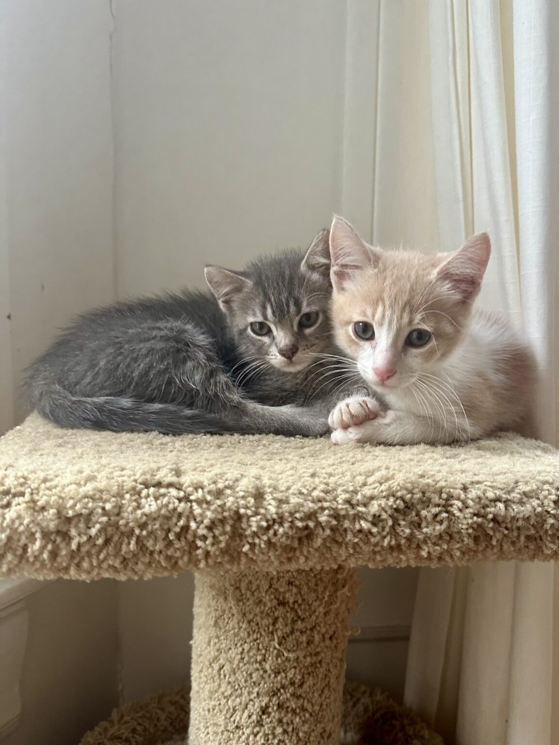 Adopt : Berkeley Humane