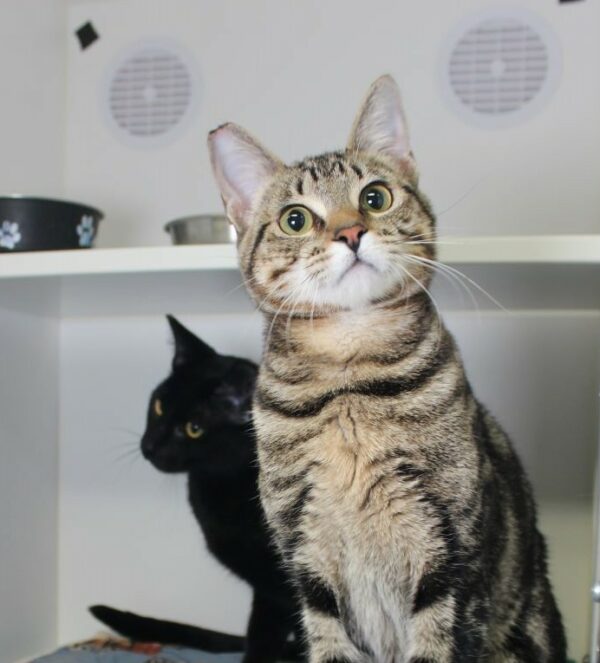 Adopt A Cat : Berkeley Humane