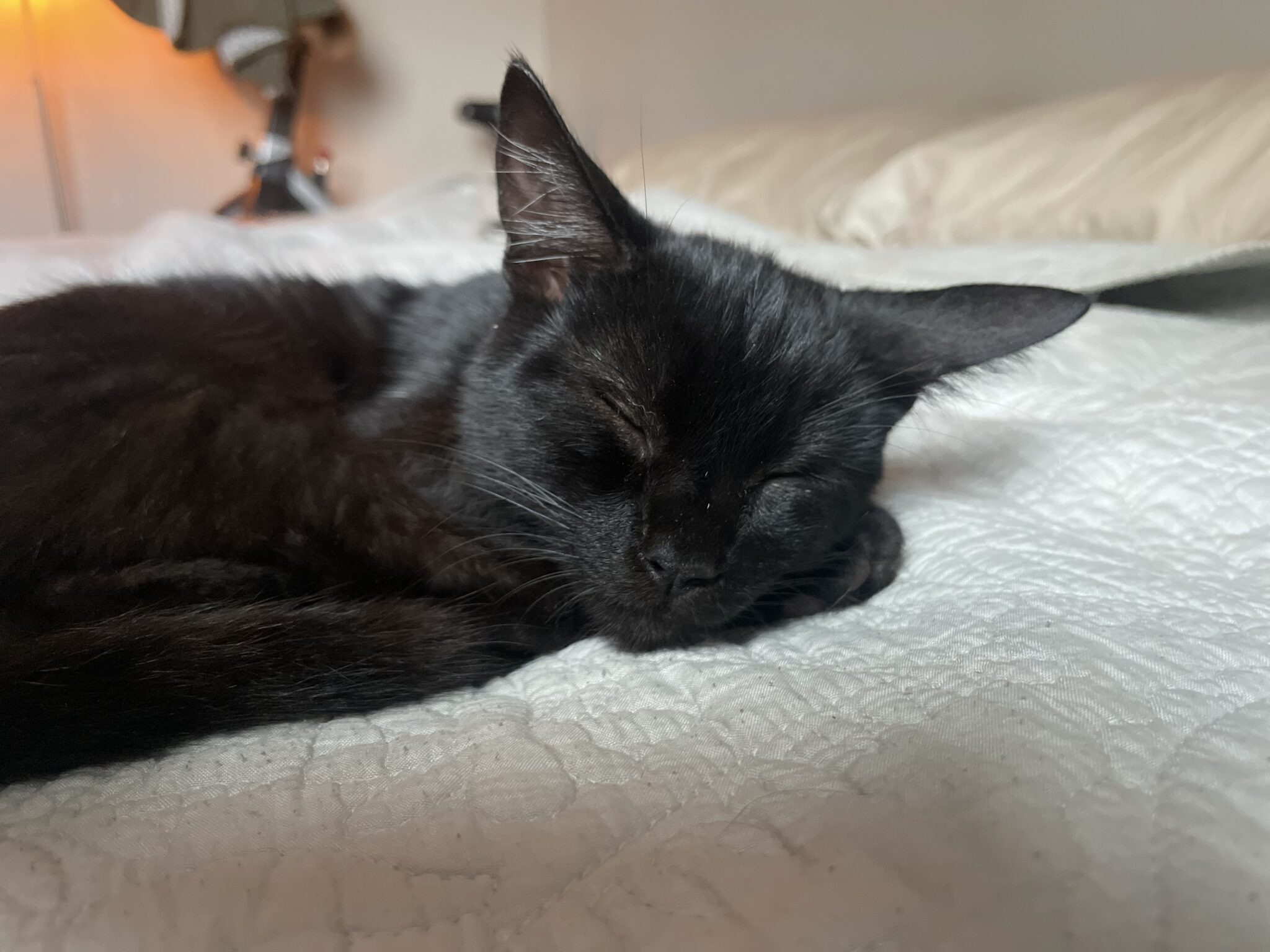 Adopt : Berkeley Humane