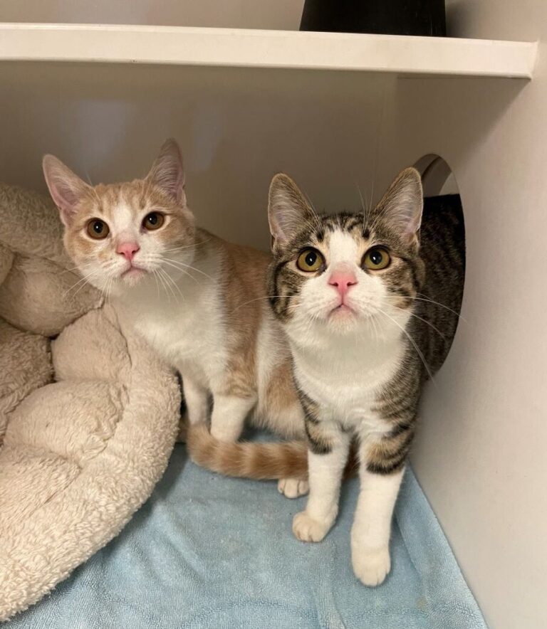 Adopt : Berkeley Humane