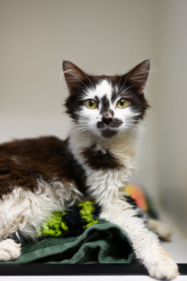 Adopt : Berkeley Humane