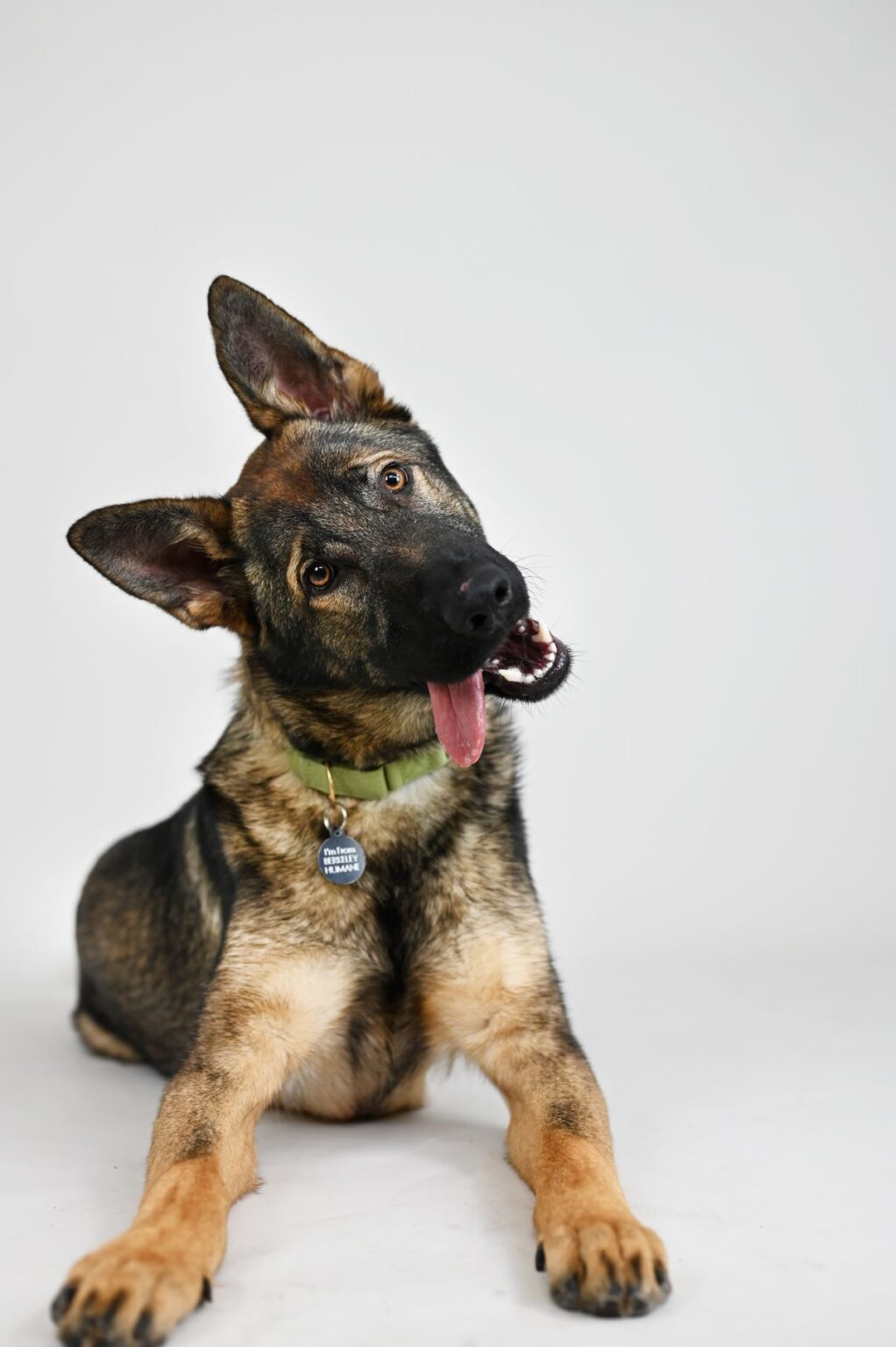 Adopt : Berkeley Humane