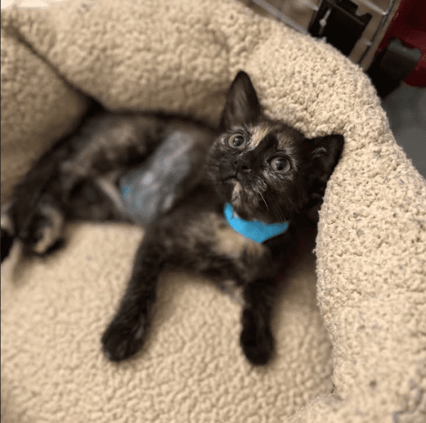 Adopt : Berkeley Humane