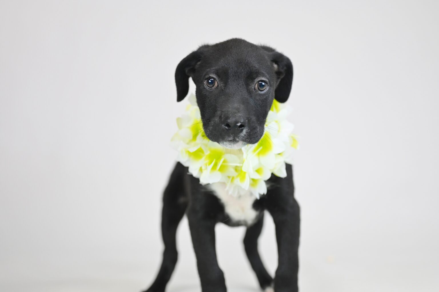 Home : Berkeley Humane