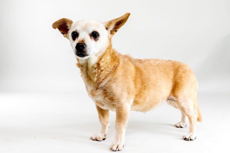 Adopt : Berkeley Humane