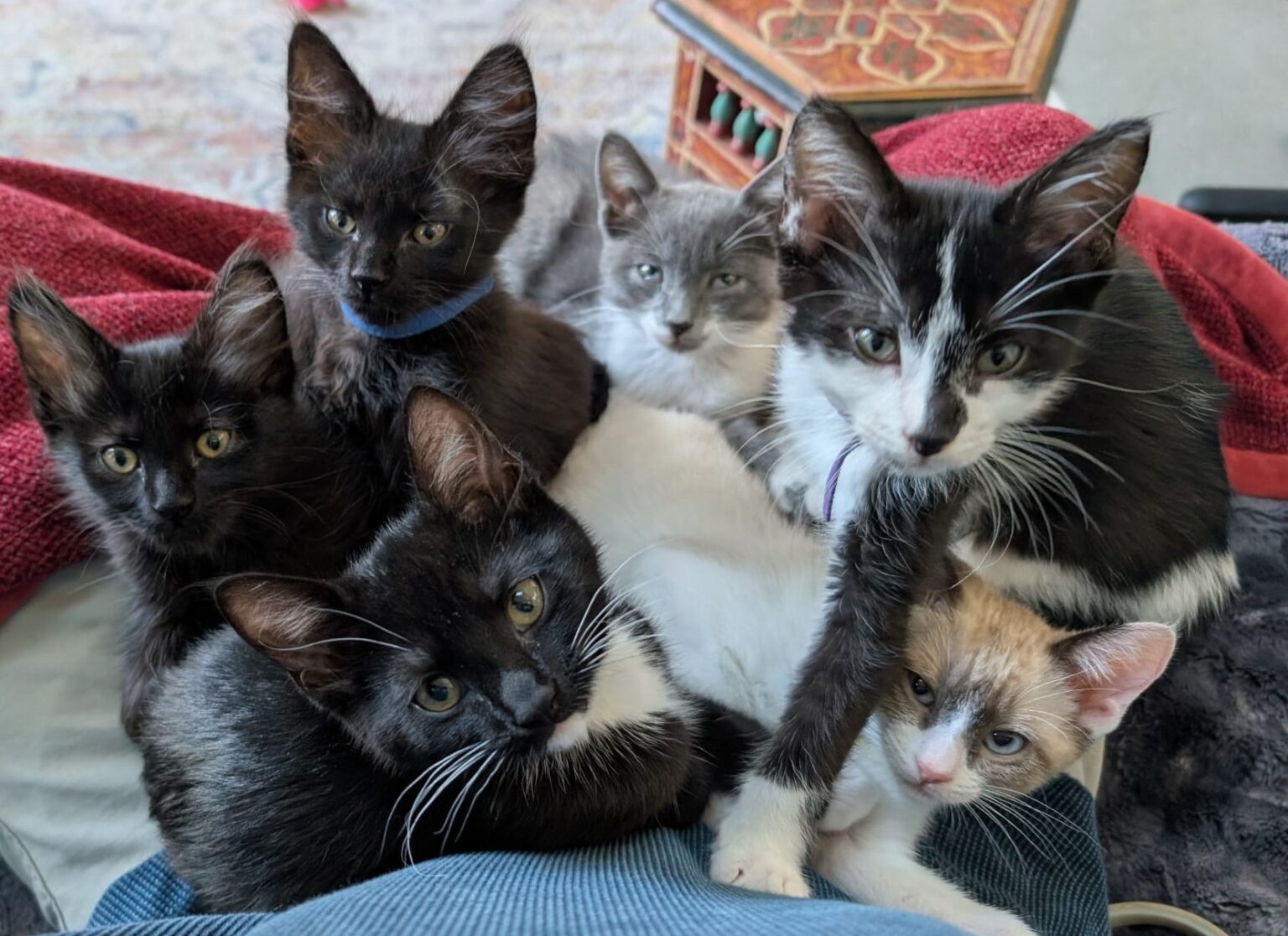 Adopt : Berkeley Humane