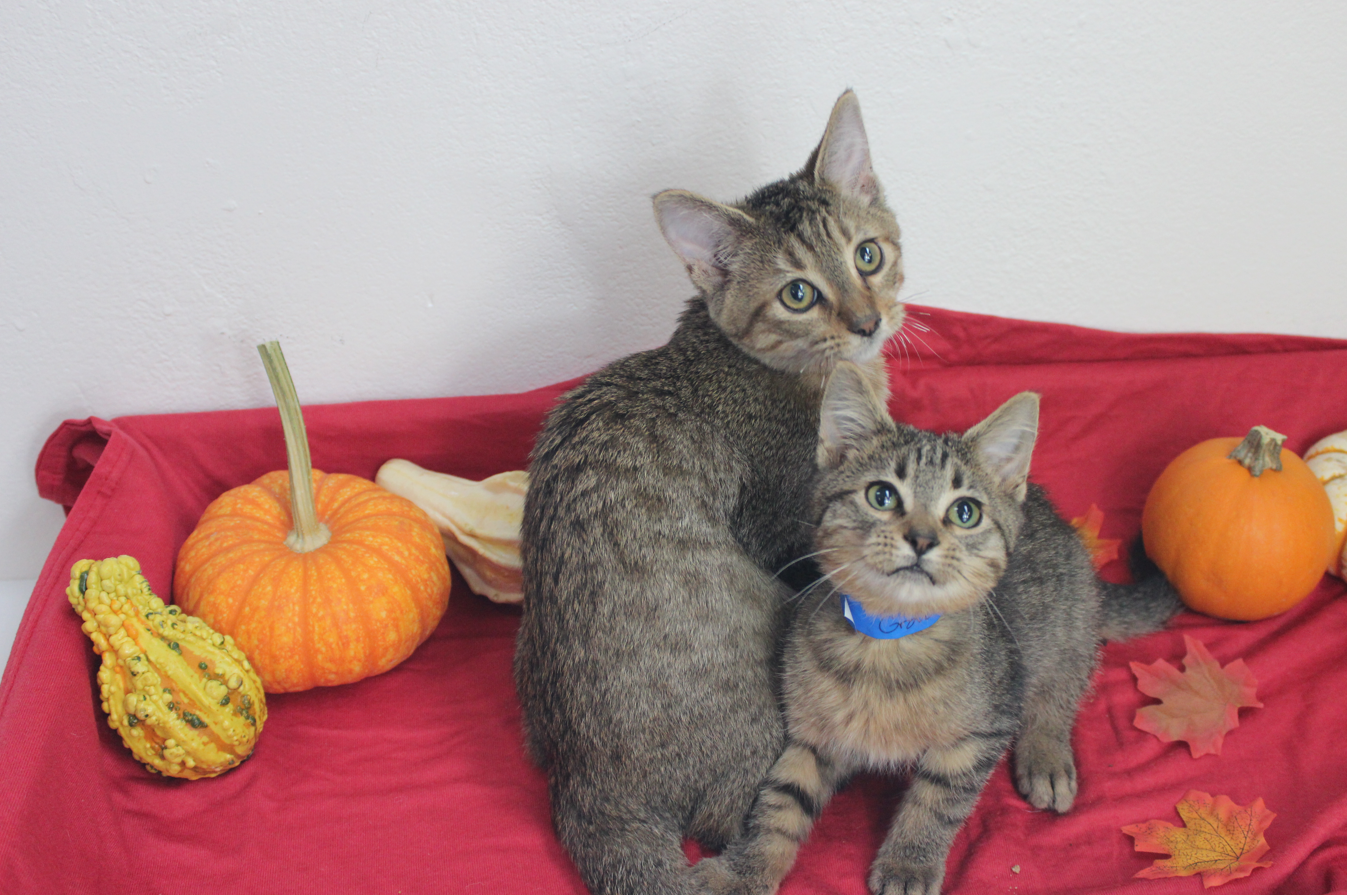 Iguana & Gecko : Berkeley Humane